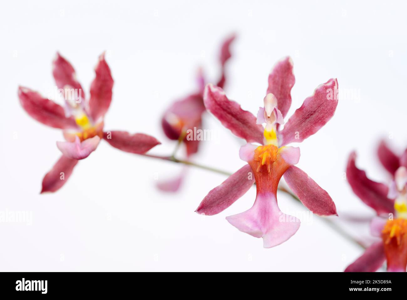 Scented orchid (Oncidium Kathrin Zoch), flowers, ornamental plant Stock ...