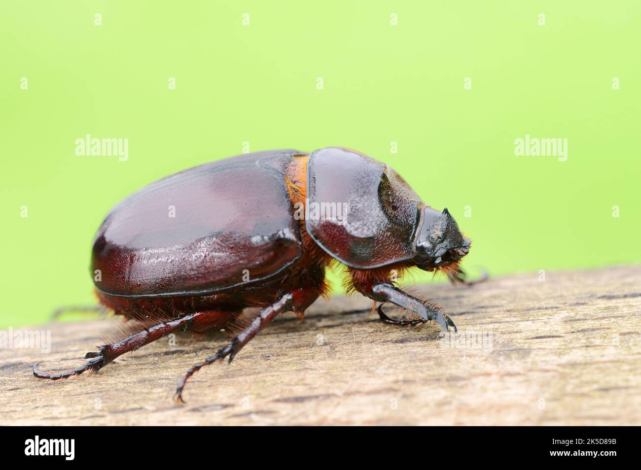 Rhinoceros beetle (Oryctes nasicornis), female, North Rhine-Westphalia ...
