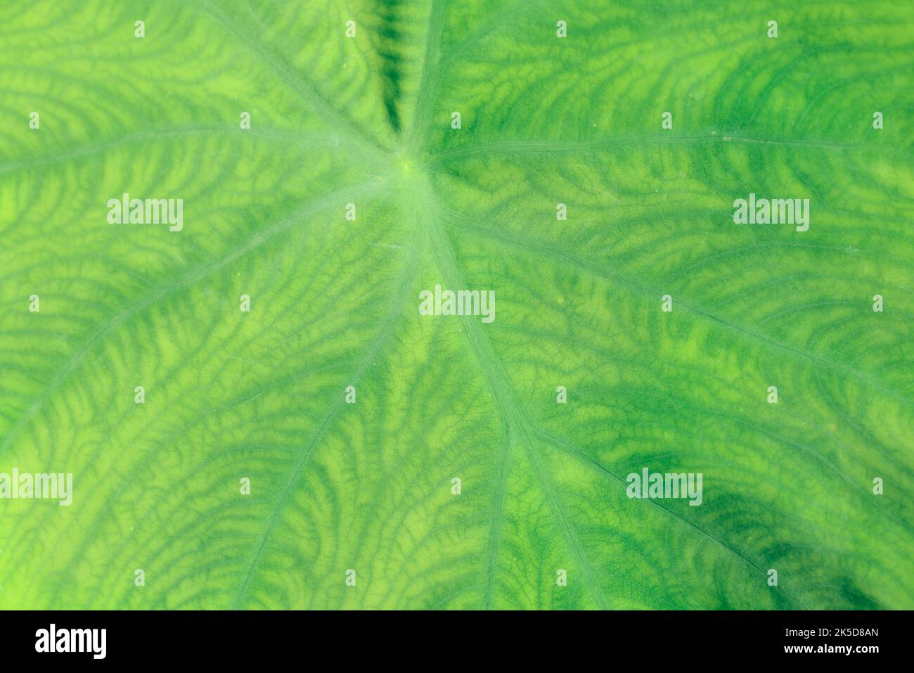 Taro or water bread root (Colocasia esculenta), crop plant, leaf detail ...