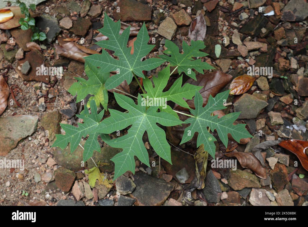 Grow on rough area hi-res stock photography and images - Alamy