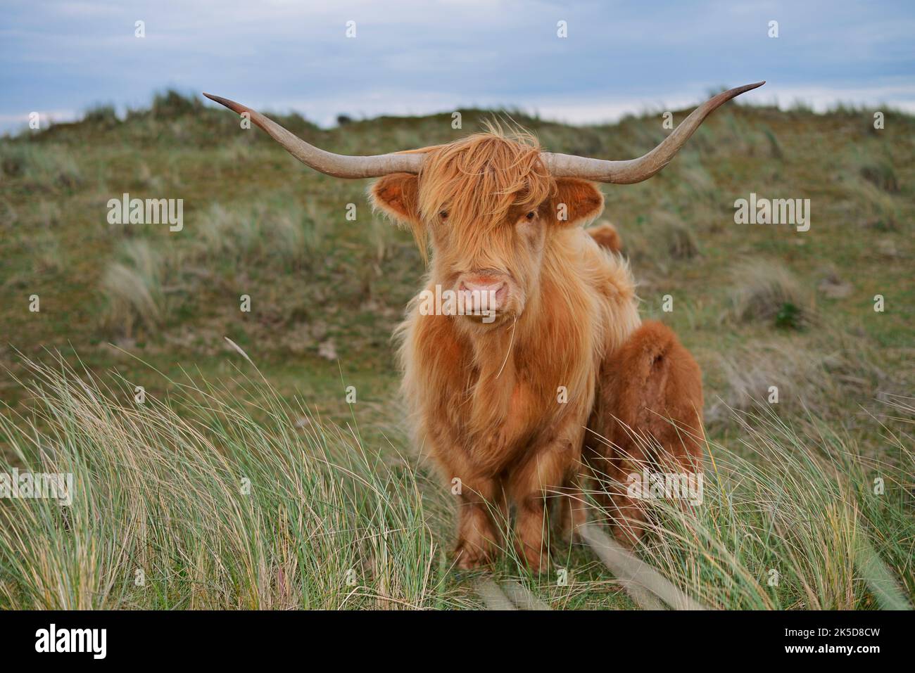 Scottish Highland Cattle (Bos primigenius taurus), female with calf in ...