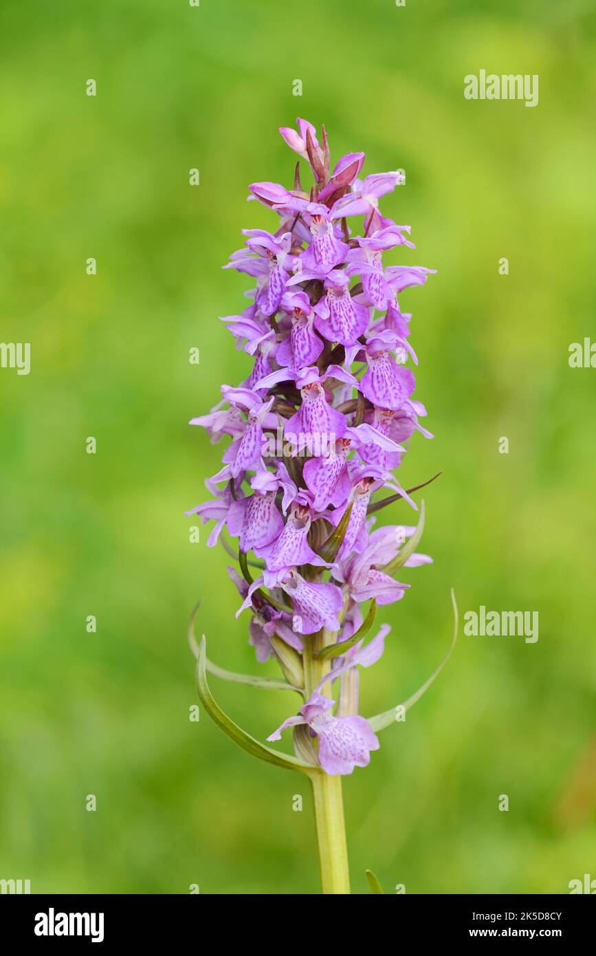 Spotted orchid (Dactylorhiza maculata), North Rhine-Westphalia, Germany ...
