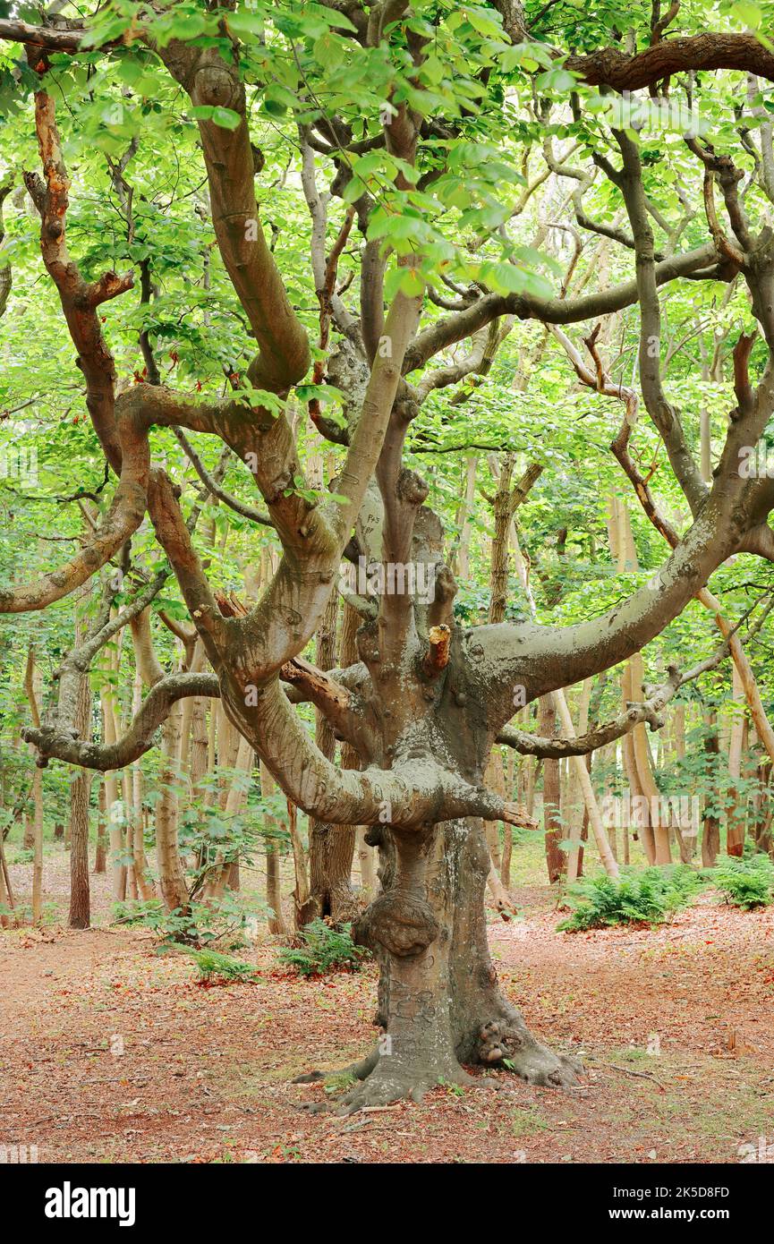 European beech (Fagus sylvatica) in spring, Zeeland, Netherlands Stock ...