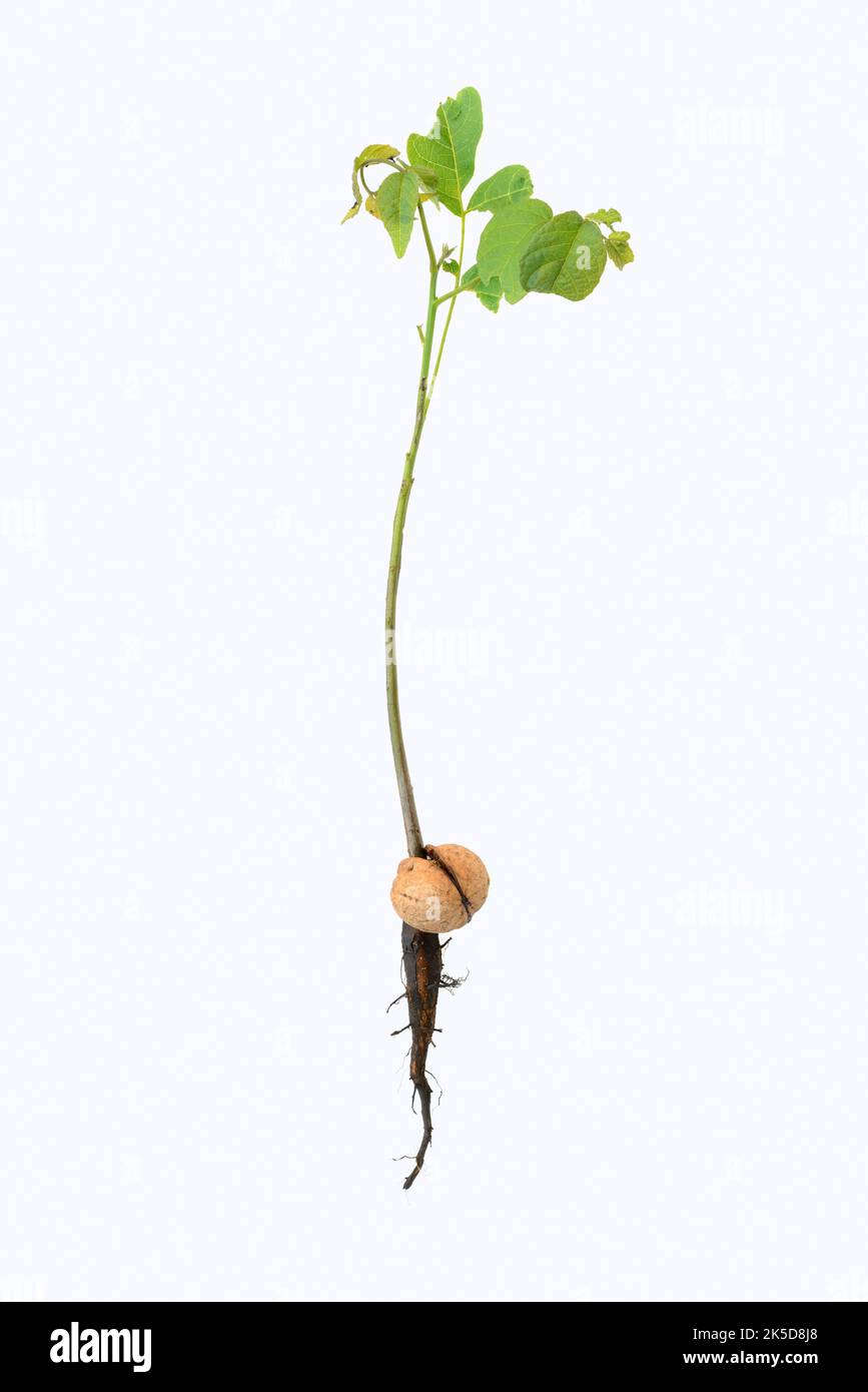 Walnut tree (Juglans regia), seedling, North Rhine-Westphalia, Germany ...