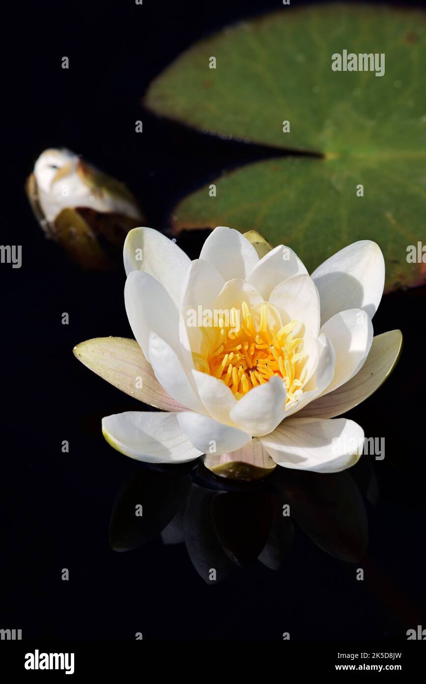 White water lily (Nymphaea alba), flower, North Holland, Netherlands ...