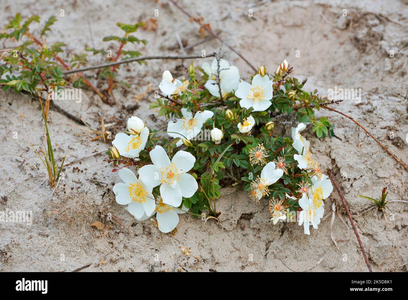 Bibernell rose or dune rose (Rosa spinosissima, Rosa pimpinellifolia), North Holland ...