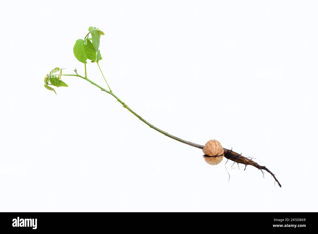 Walnut tree (Juglans regia), seedling, North Rhine-Westphalia, Germany ...