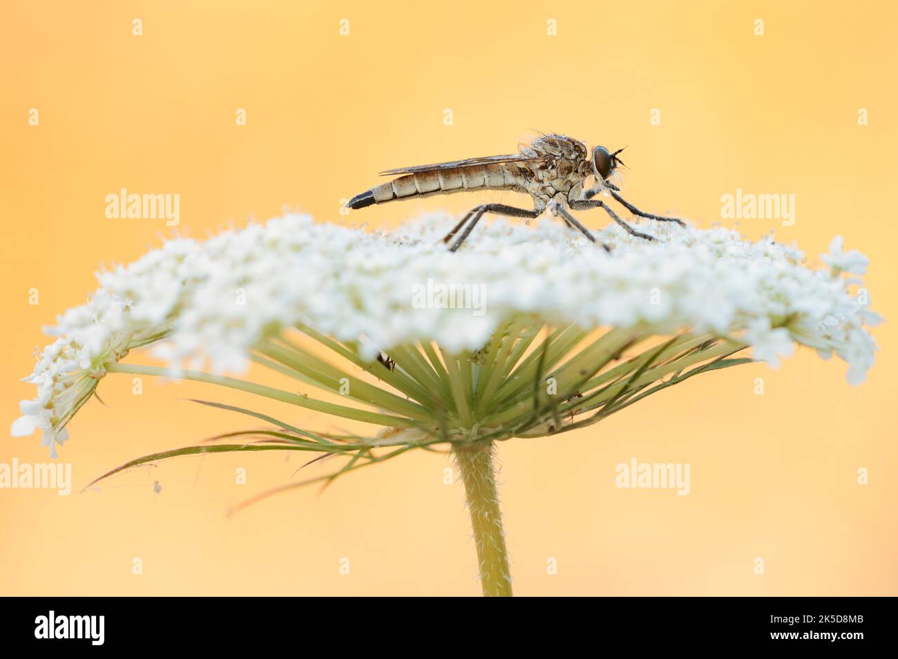 Sand robber fly (Philonicus albiceps), female, North Rhine-Westphalia ...