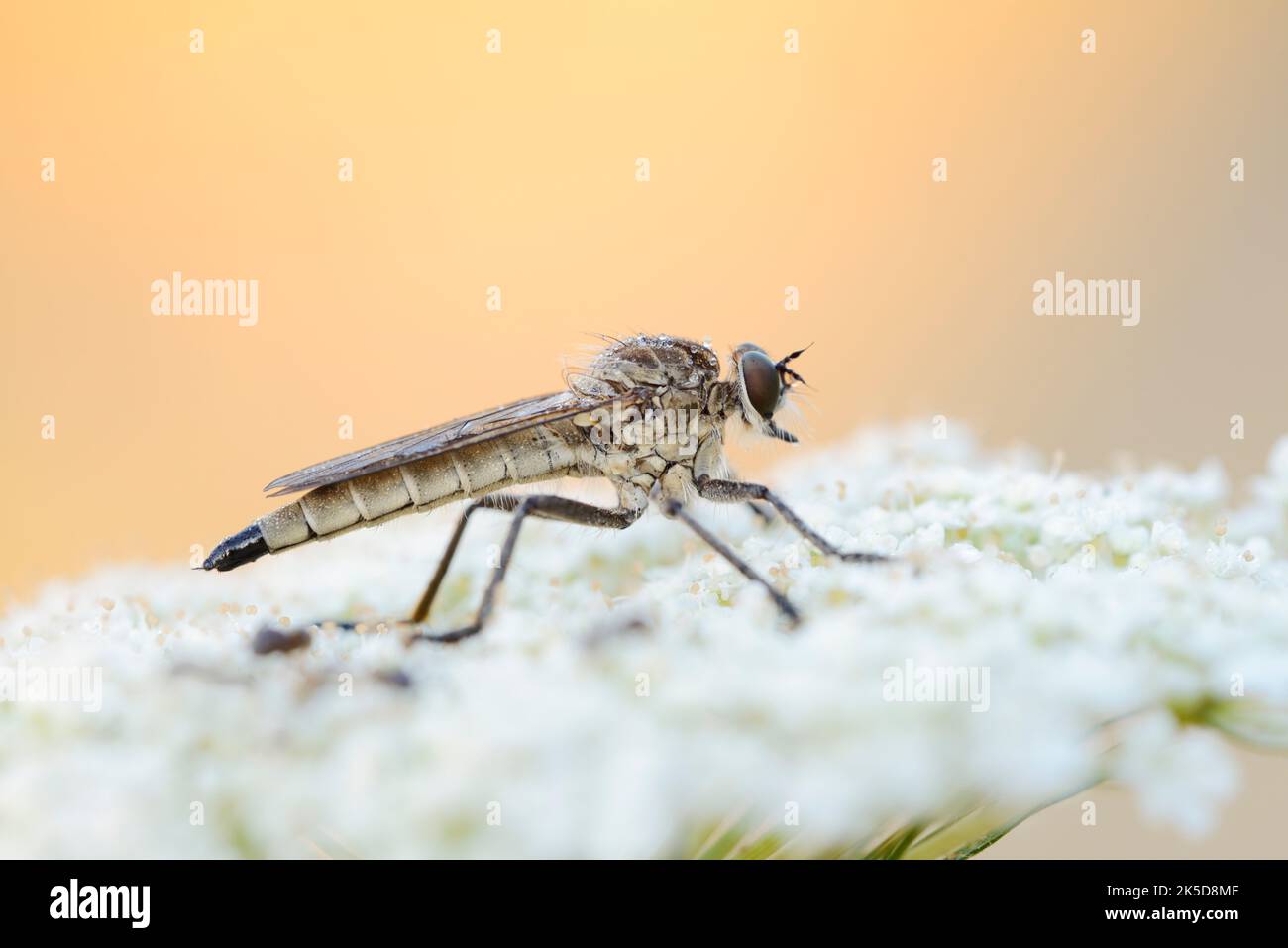 Sand robber fly (Philonicus albiceps), female, North Rhine-Westphalia ...