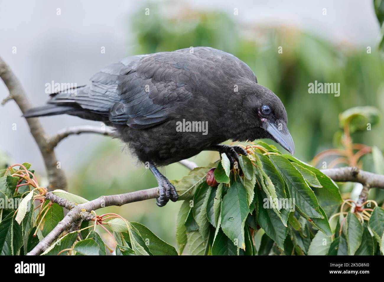 Raven crow (Corvus corone), immature, North Rhine-Westphalia, Germany ...