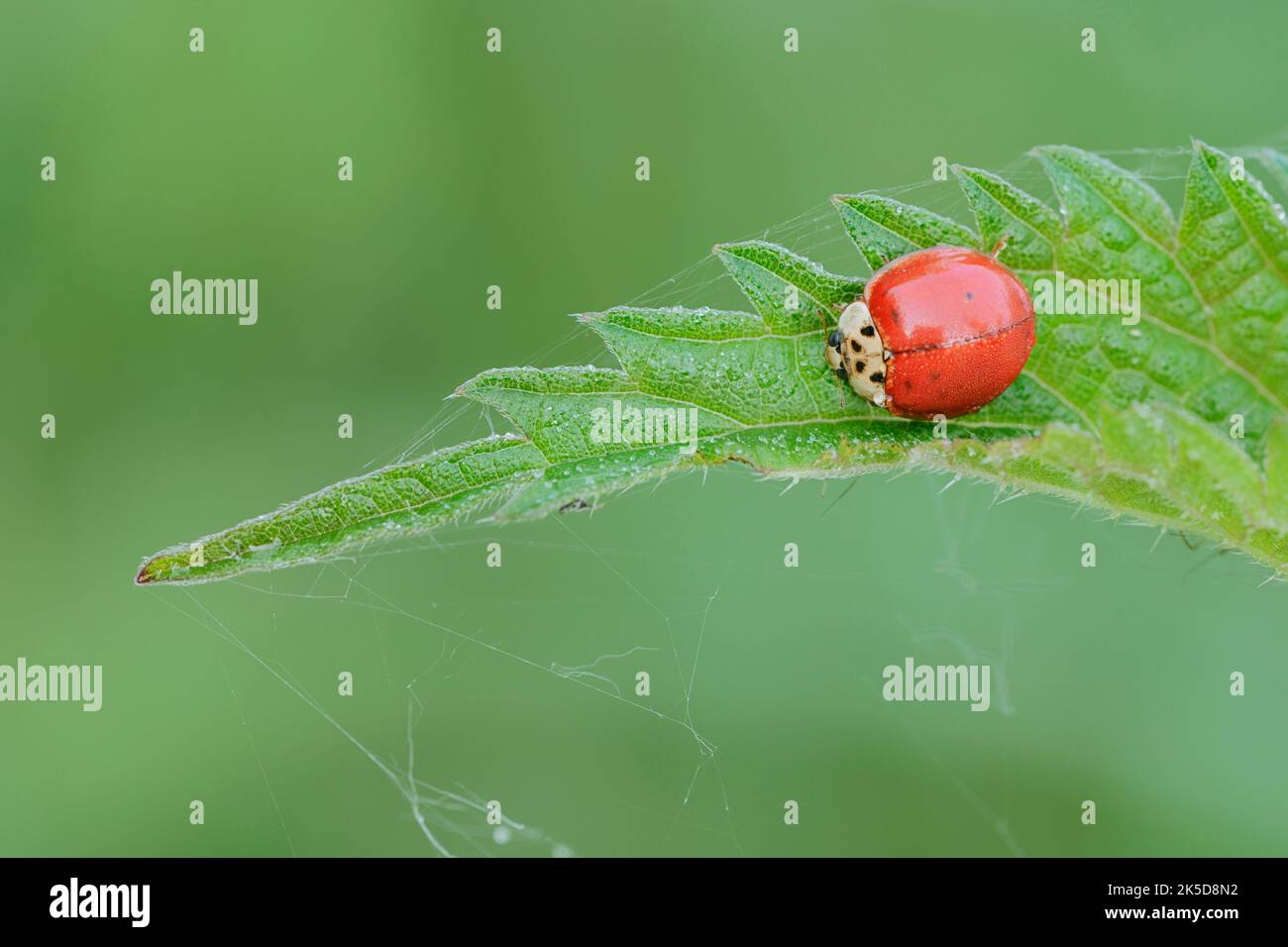 Asian ladybug or harlequin ladybug (Harmonia axyridis), North Rhine ...
