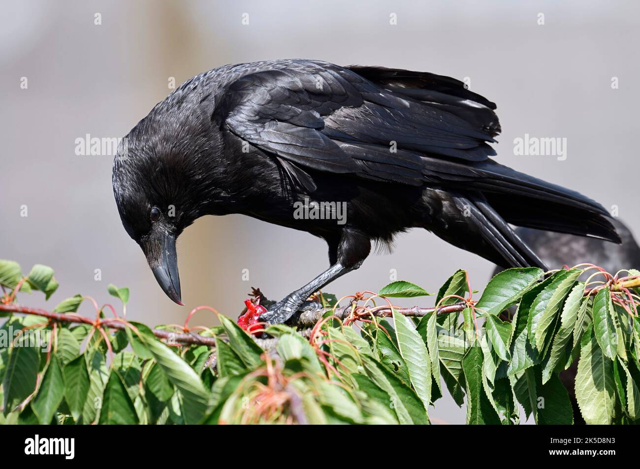 Raven crow (Corvus corone) in a cherry tree, North Rhine-Westphalia ...