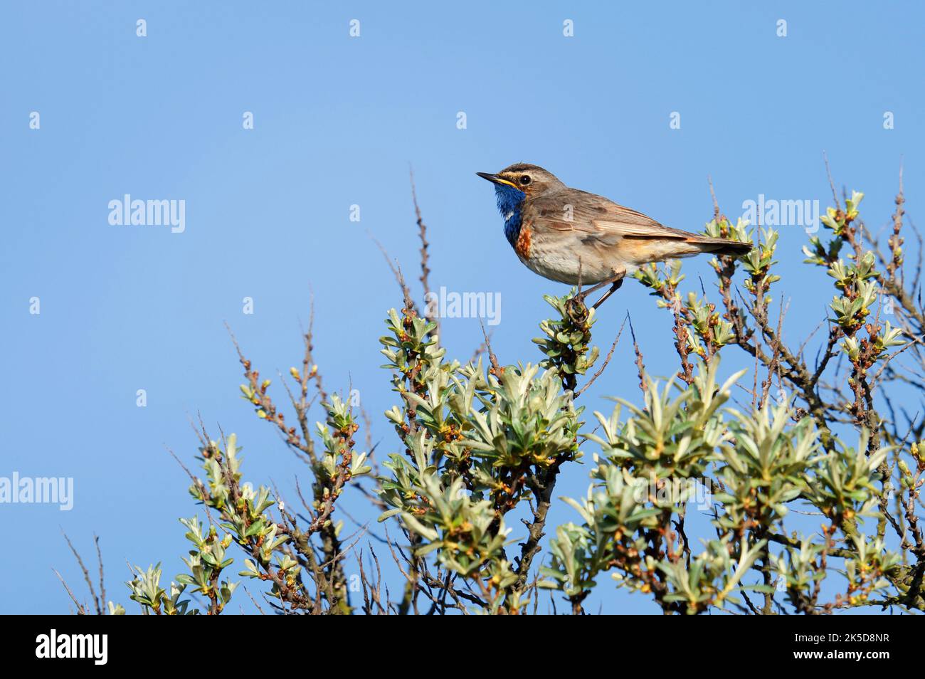 White-starred bluethroat (Luscinia svecica cyanecula), male, North ...