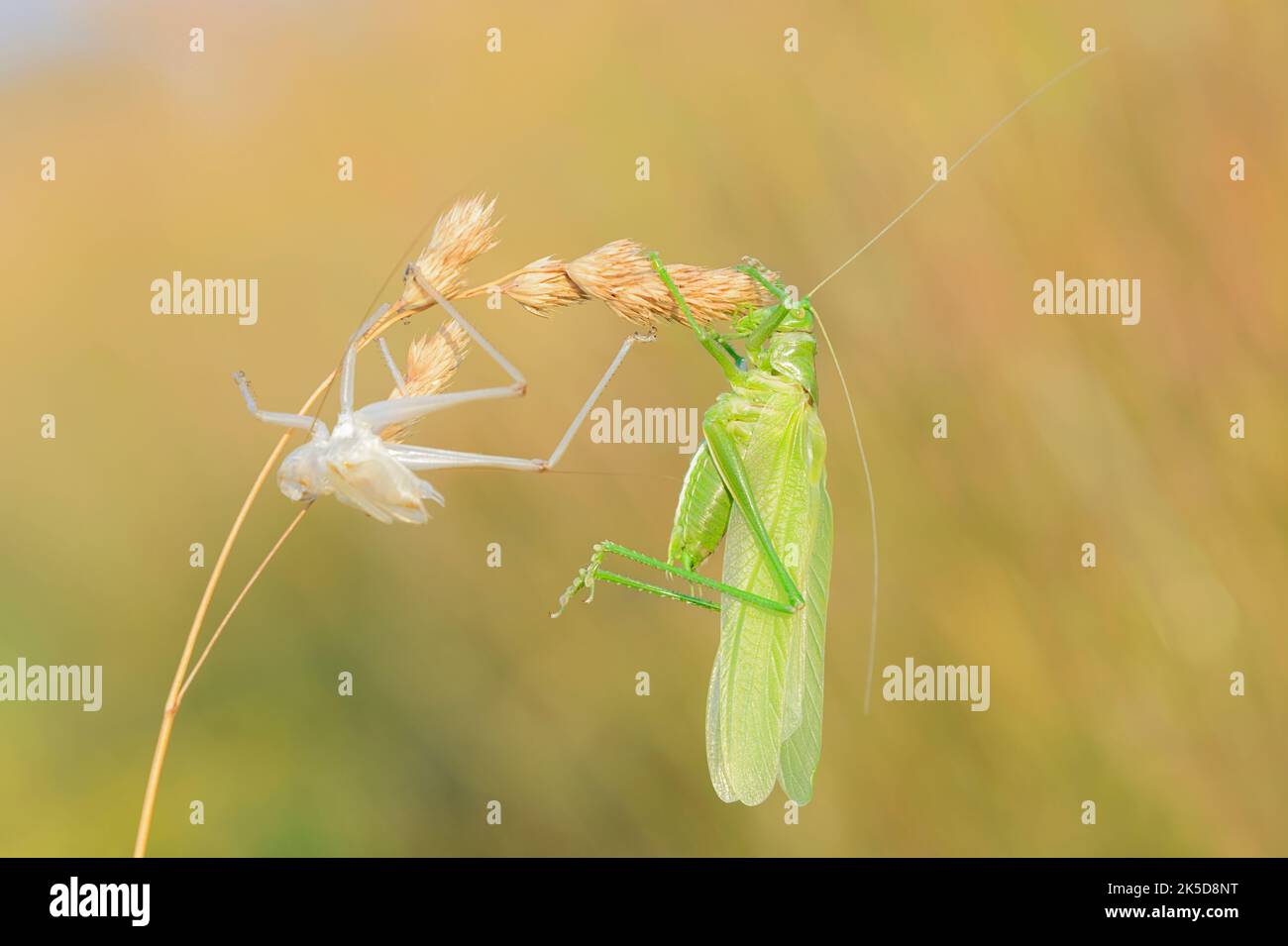 Green hayseed (Tettigonia viridissima), freshly skinned male, North ...