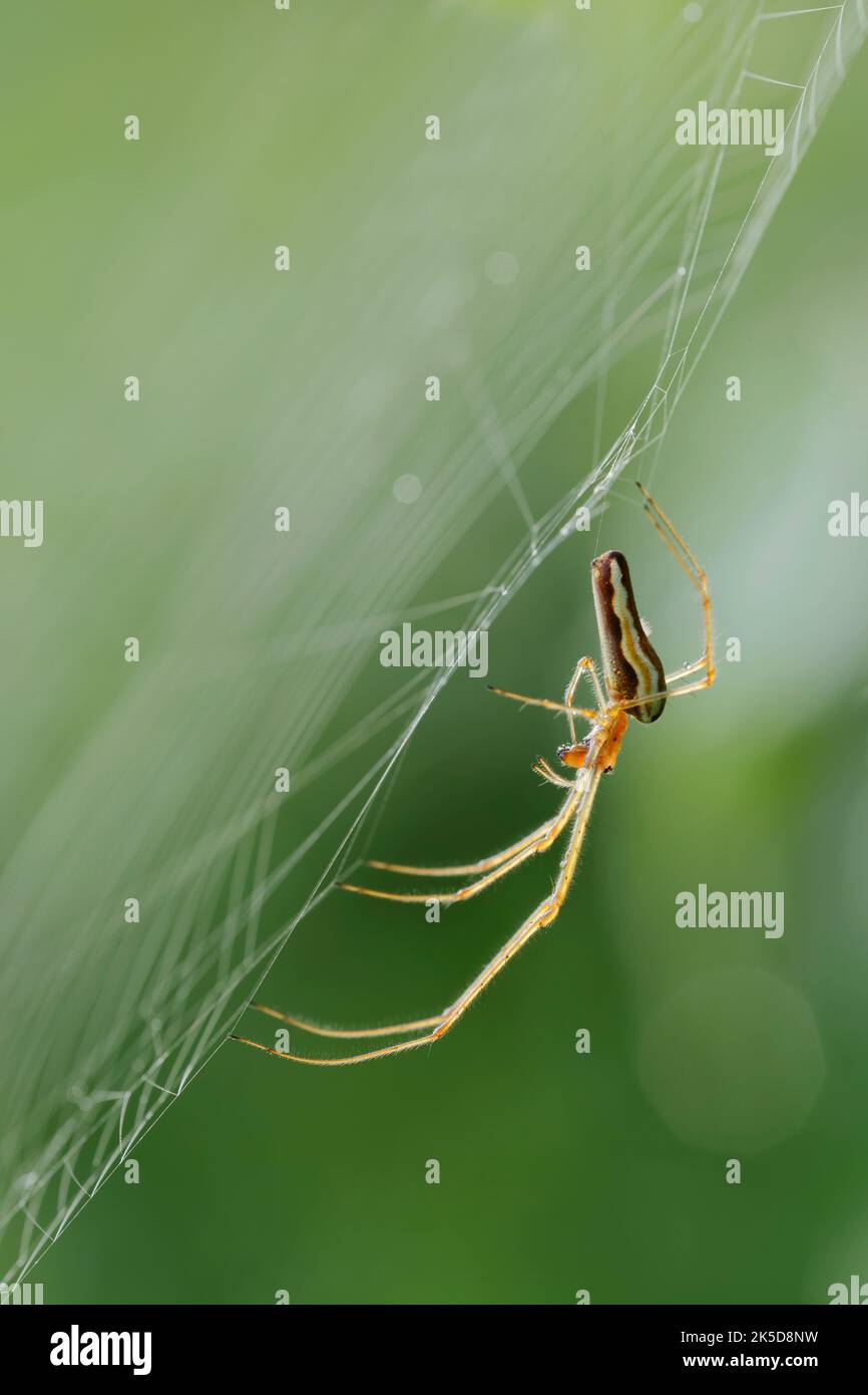Common stretcher spider (Tetragnatha extensa) in web, North Rhine ...