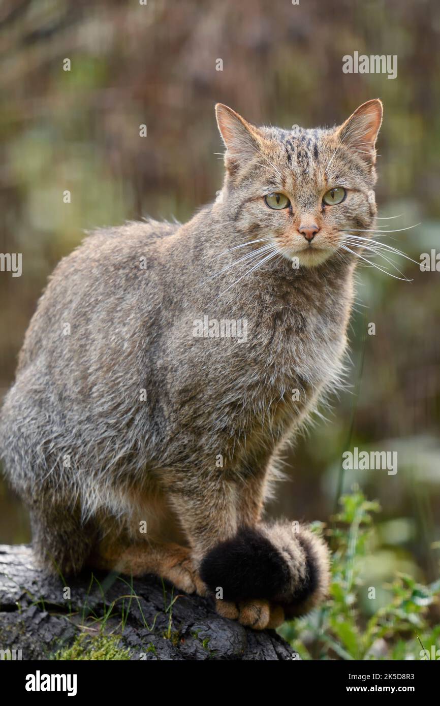 European wildcat (Felis silvestris silvestris), Germany Stock Photo - Alamy
