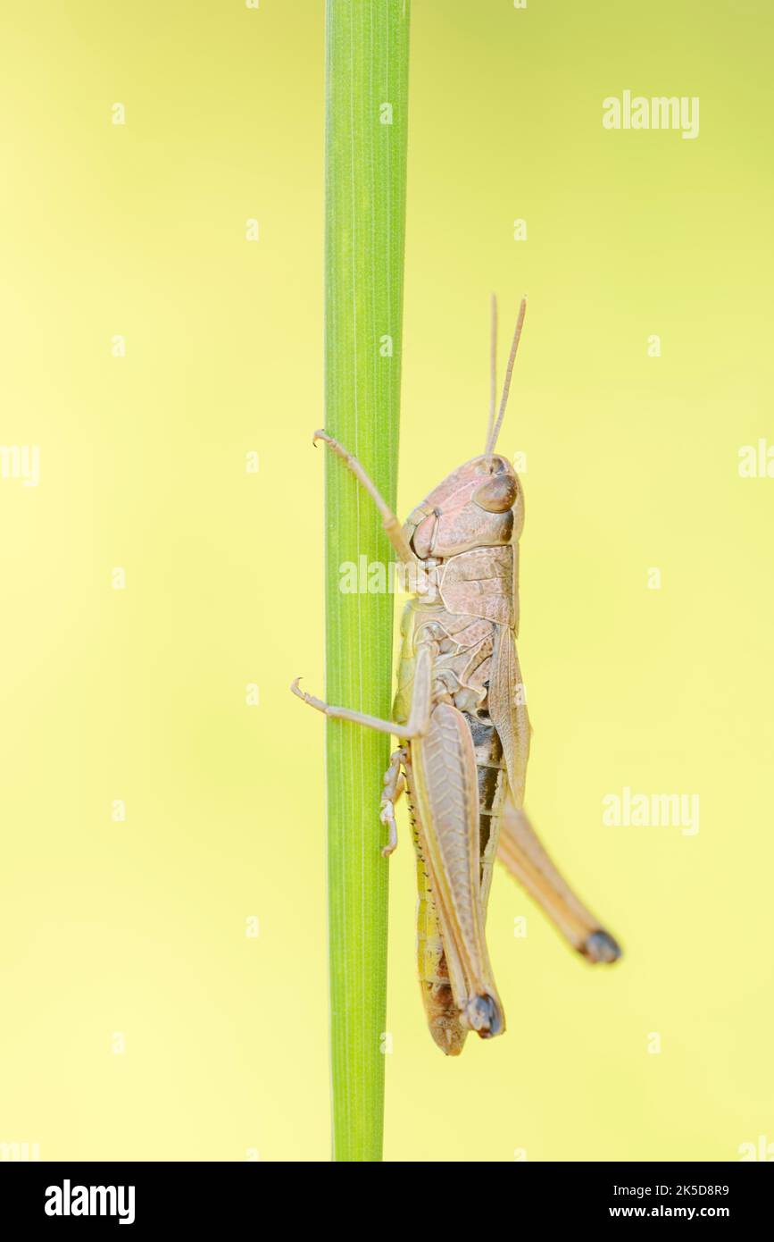 Common grasshopper (Chorthippus parallelus), female, North Rhine ...