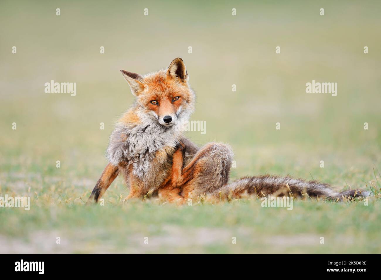 Red fox vulpes sit hi-res stock photography and images - Alamy