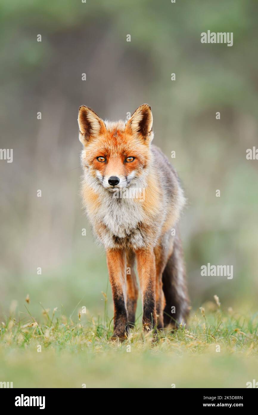 Red fox (Vulpes vulpes), Netherlands Stock Photo - Alamy