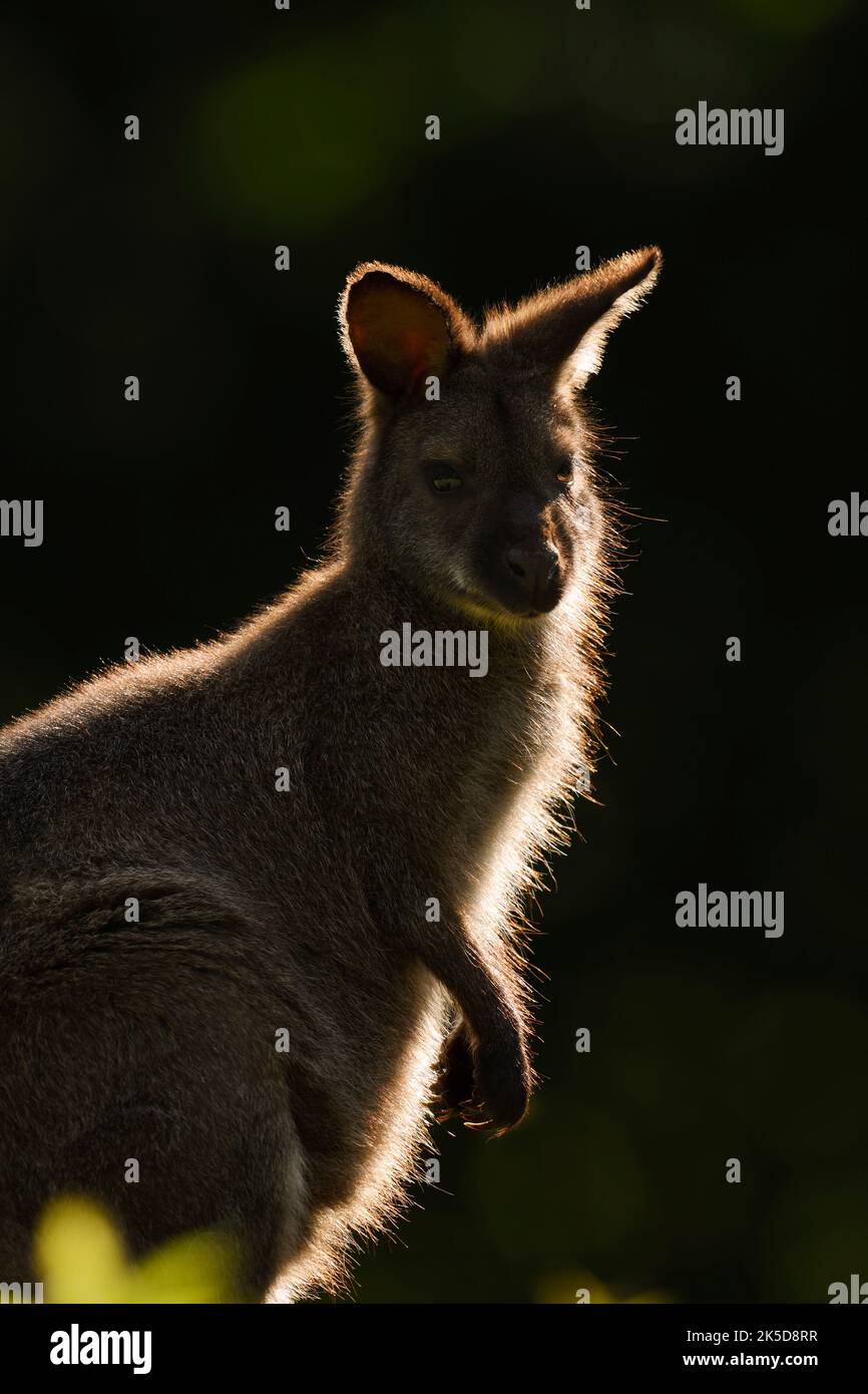 Red-naped wallaby or Bennett's kangaroo (Notamacropus rufogriseus ...