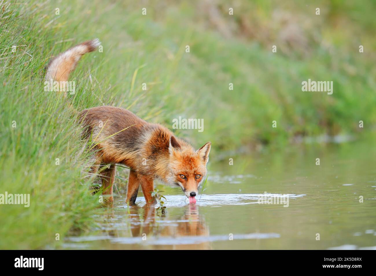 Red fox (Vulpes vulpes) drinking at a pond, Netherlands Stock Photo - Alamy