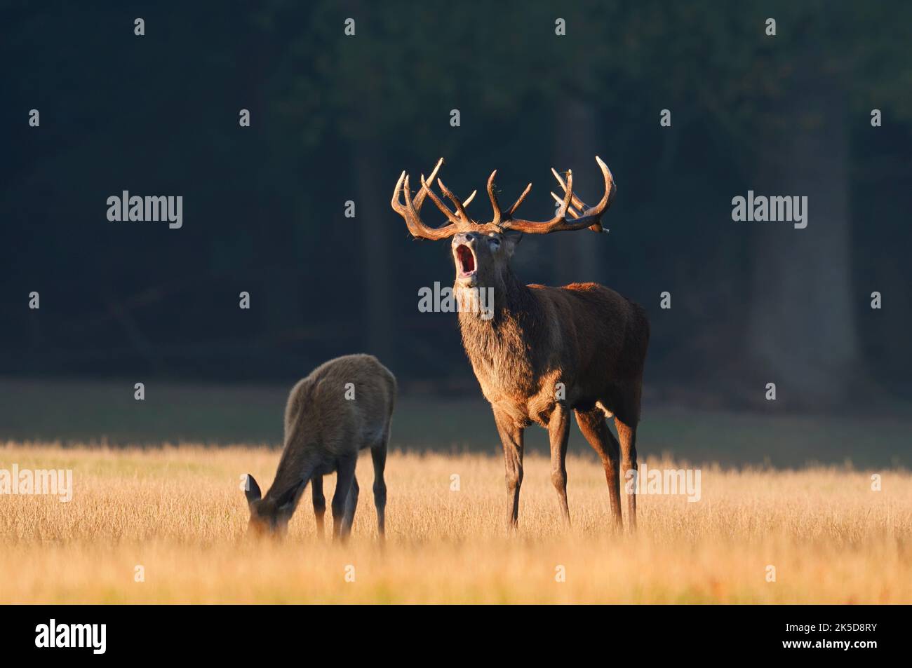 Red deer (Cervus elaphus), stag and doe in rut, North Rhine-Westphalia ...