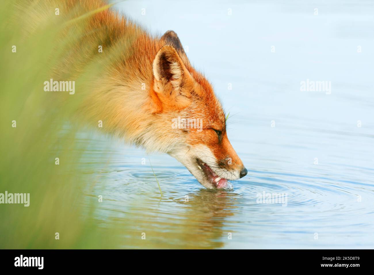 Red fox (Vulpes vulpes) drinking at a pond, Netherlands Stock Photo - Alamy