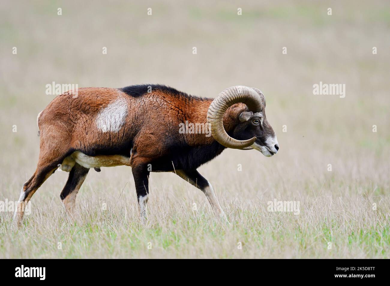 European mouflon (Ovis gmelini musimon), ram in a meadow, Germany Stock ...