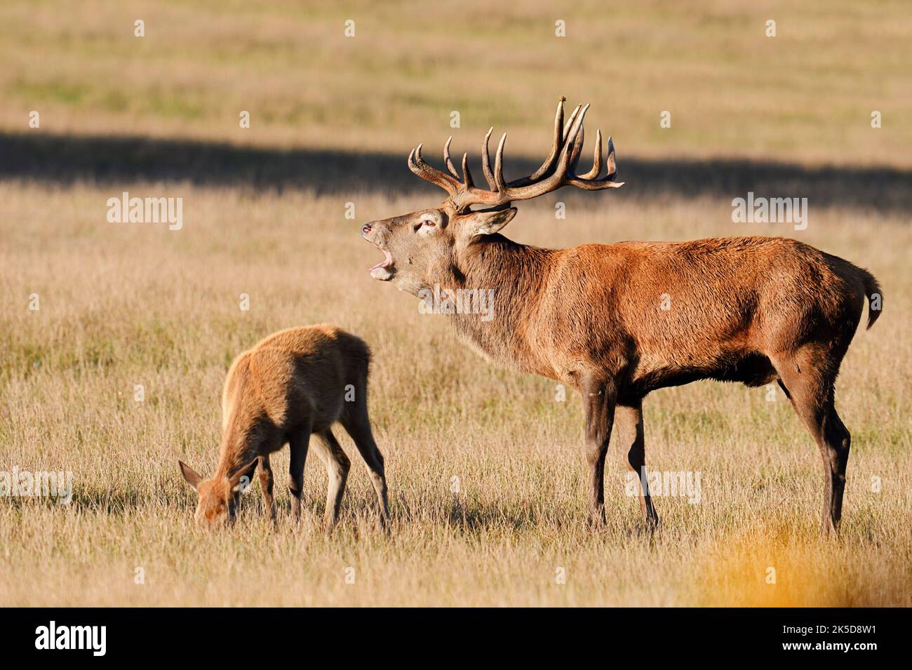 Red deer (Cervus elaphus), stag and doe in rut, North Rhine-Westphalia ...