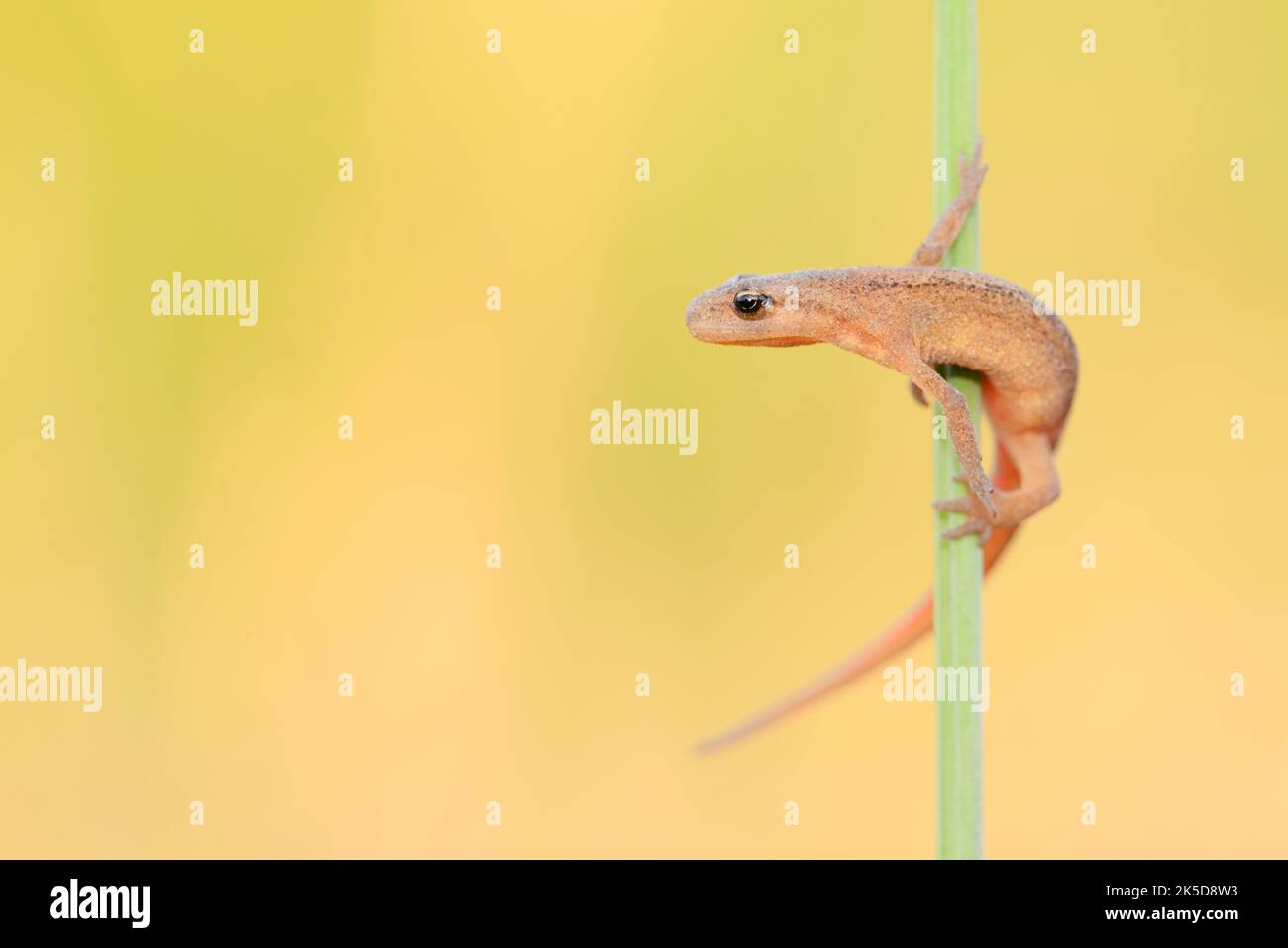 Pond newt (Lissotriton vulgaris, Triturus vulgaris), juvenile climbing ...
