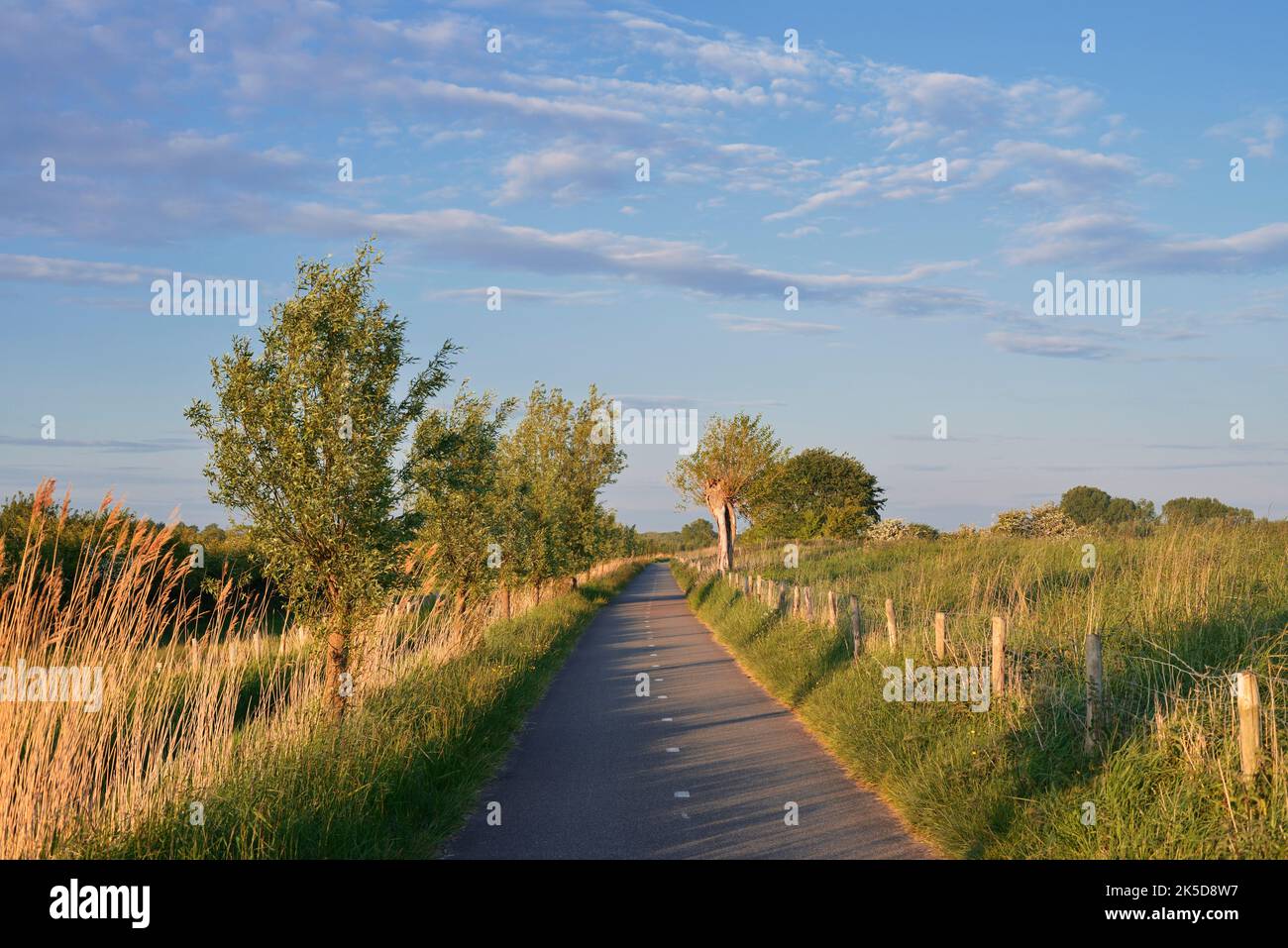 Bicycle path through meadow landscape, Walcheren, Zeeland, Netherlands ...