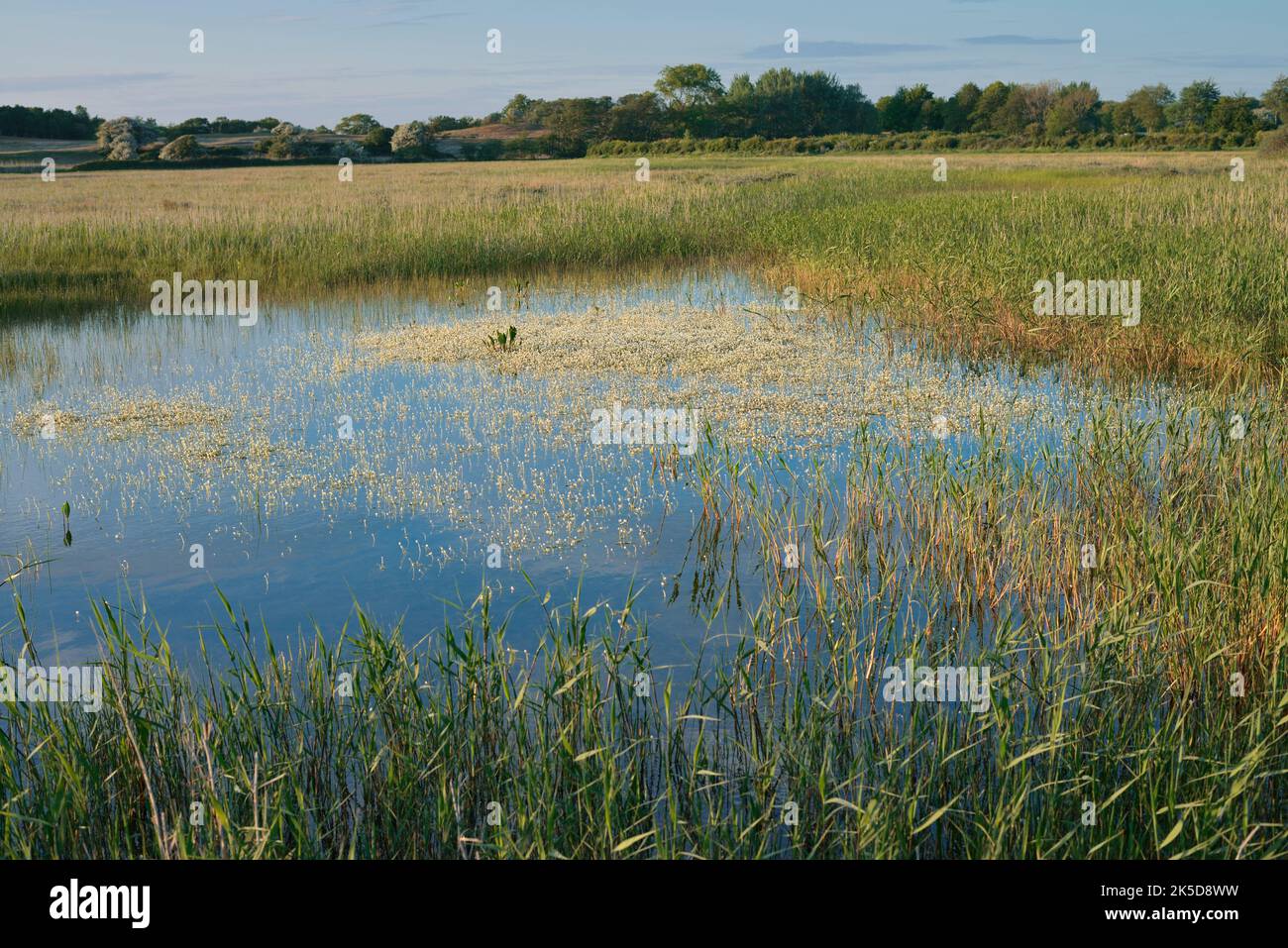 Pond with water crowfoot (Ranunculus spec.), Zeeland, Netherlands Stock ...