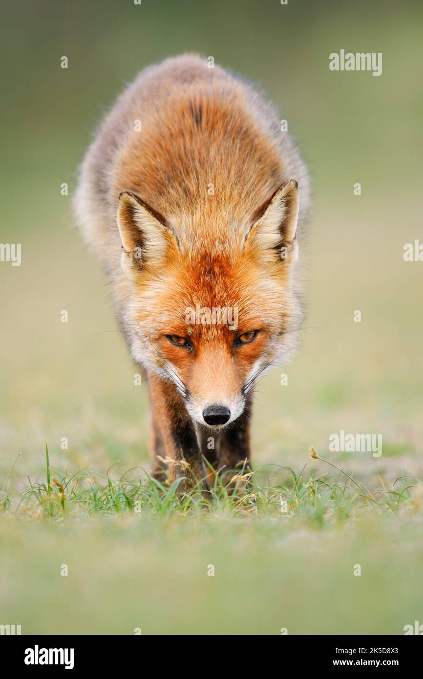 Go red fox vulpes hi-res stock photography and images - Alamy