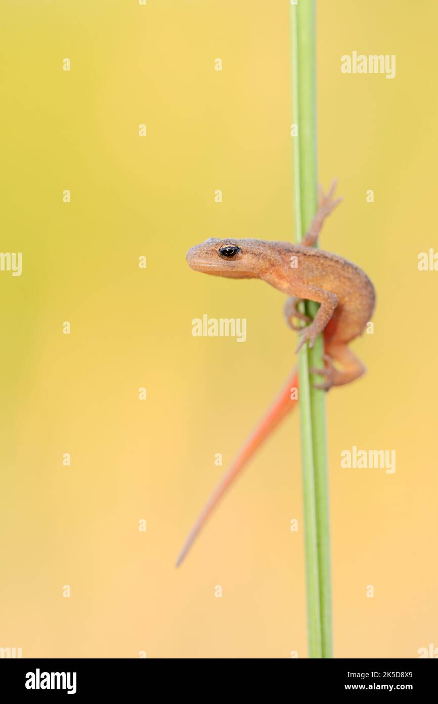 Pond newt (Lissotriton vulgaris, Triturus vulgaris), juvenile climbing ...
