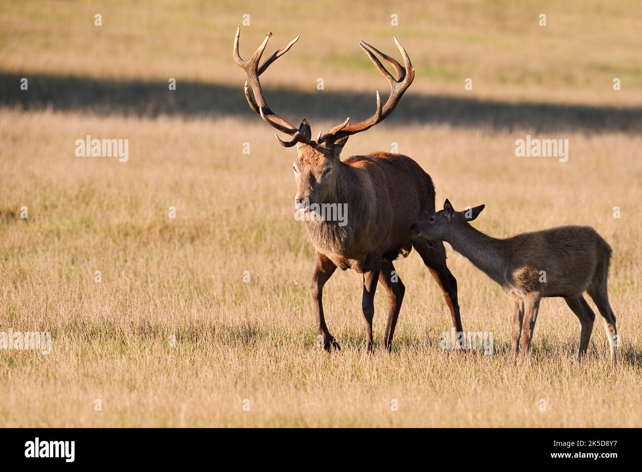 Red deer (Cervus elaphus), stag and doe in rut, North Rhine-Westphalia ...