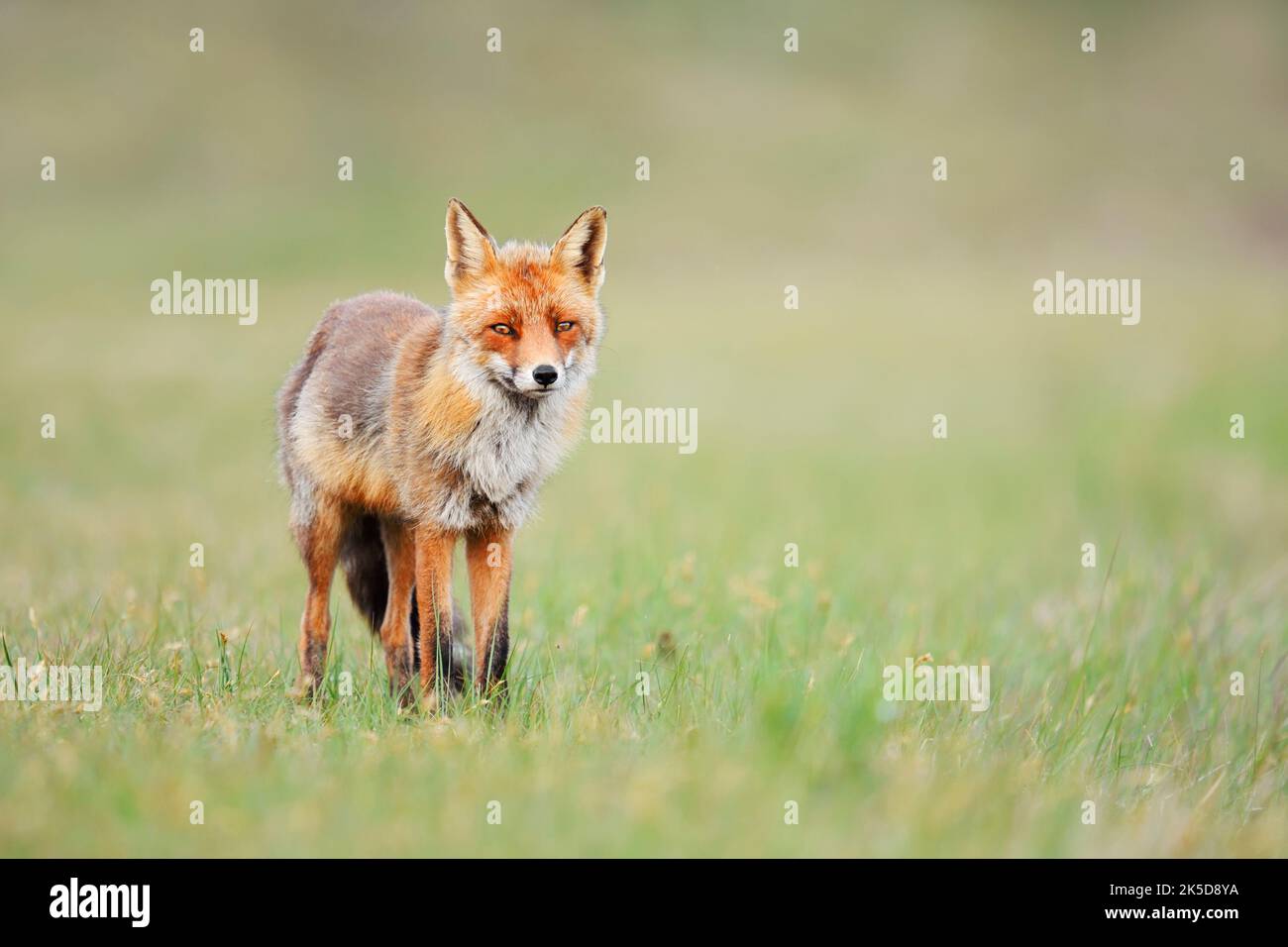 Red fox vulpes mammalia hi-res stock photography and images - Alamy