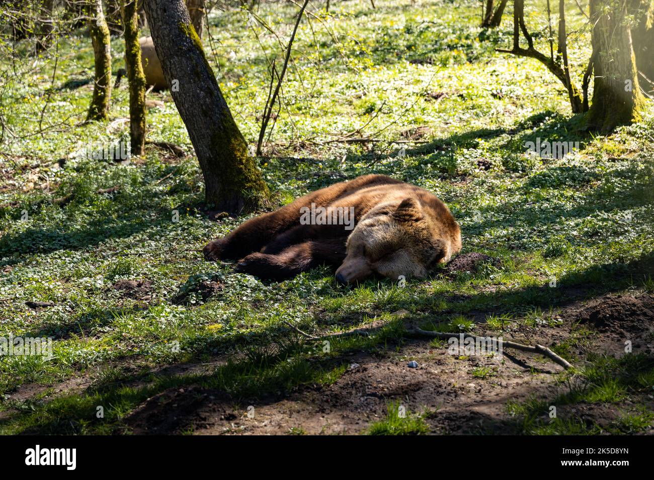 Cute eurasian brown bear sleeping in the sun. the cuddly fur is ...