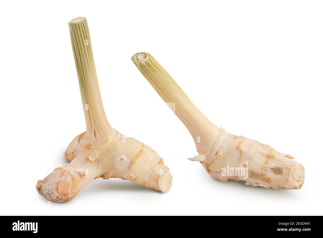 Fresh galangal root isolated on white background with full depth of ...
