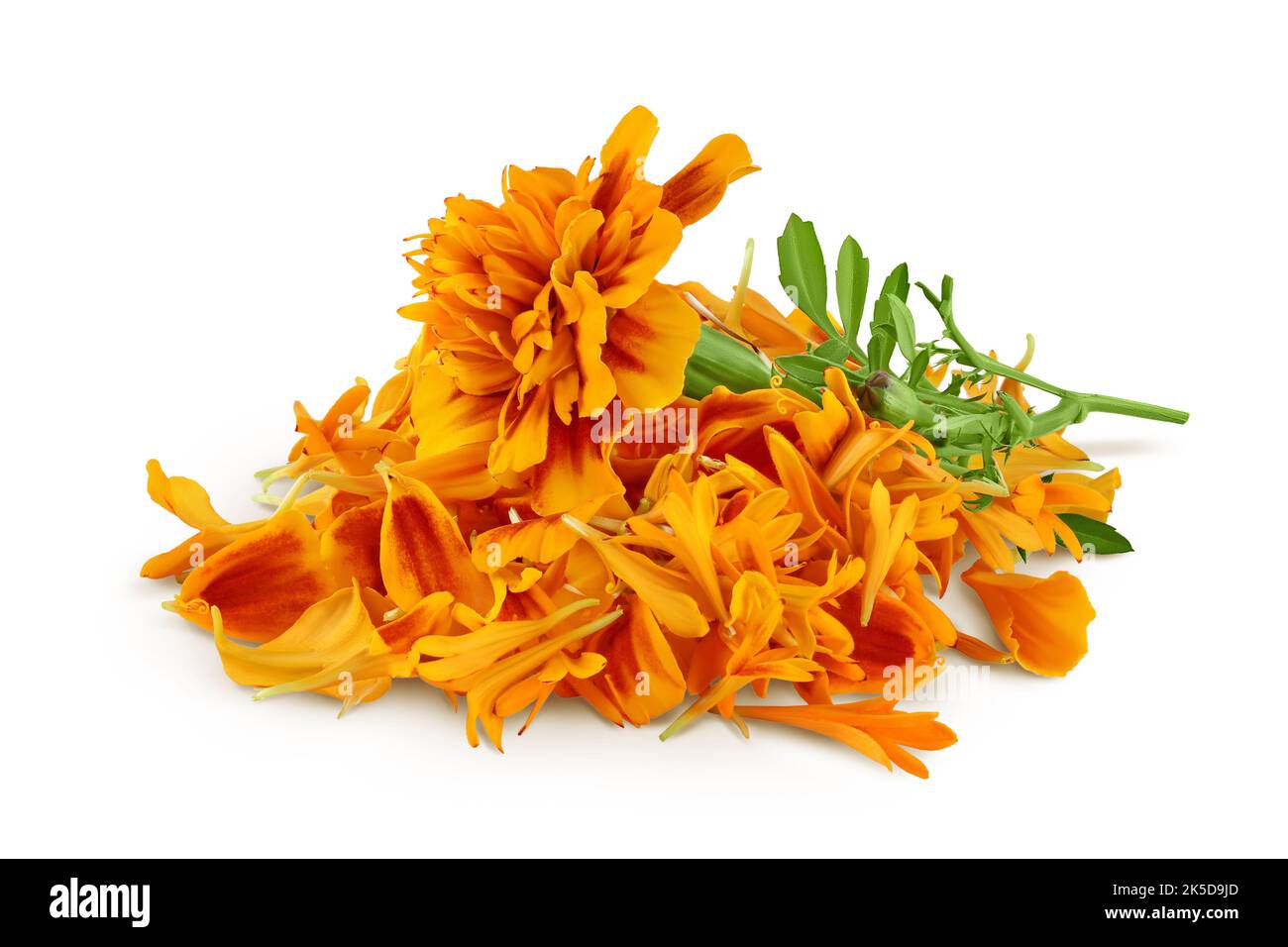 fresh marigold or tagetes erecta flower isolated on white background ...