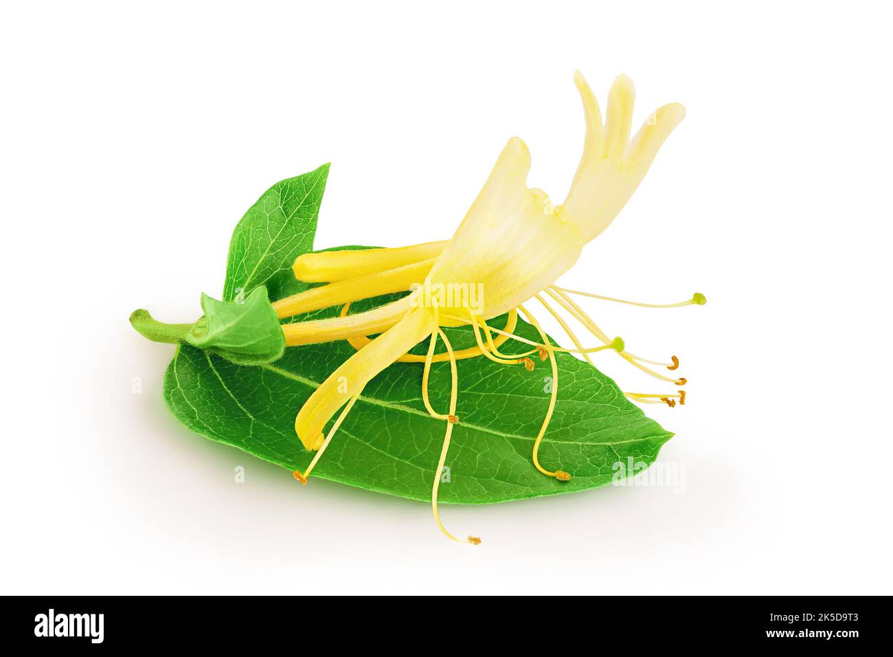 honeysuckle flower isolated on white background with full depth of ...