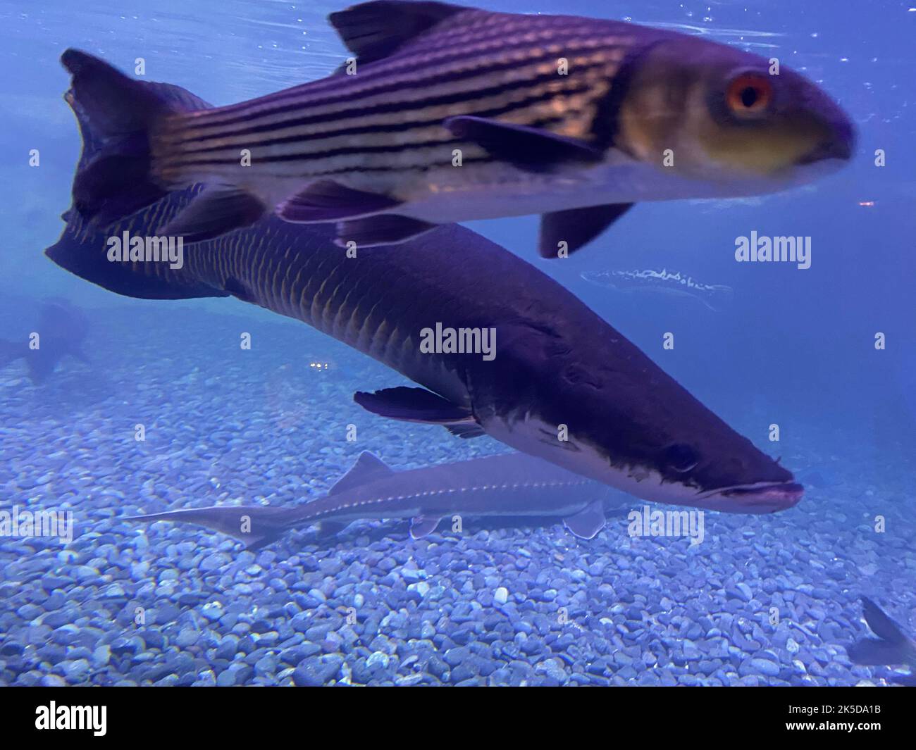 A group of pike fish swimming underwater Stock Photo - Alamy