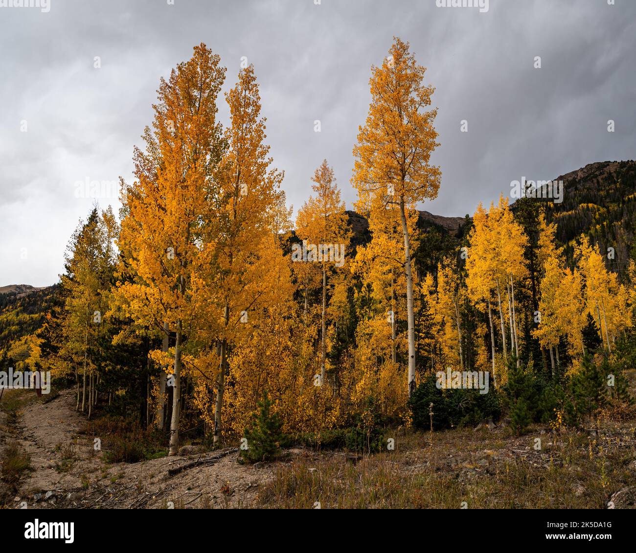 An autumn scene in Colorado with aspen trees Stock Photo - Alamy