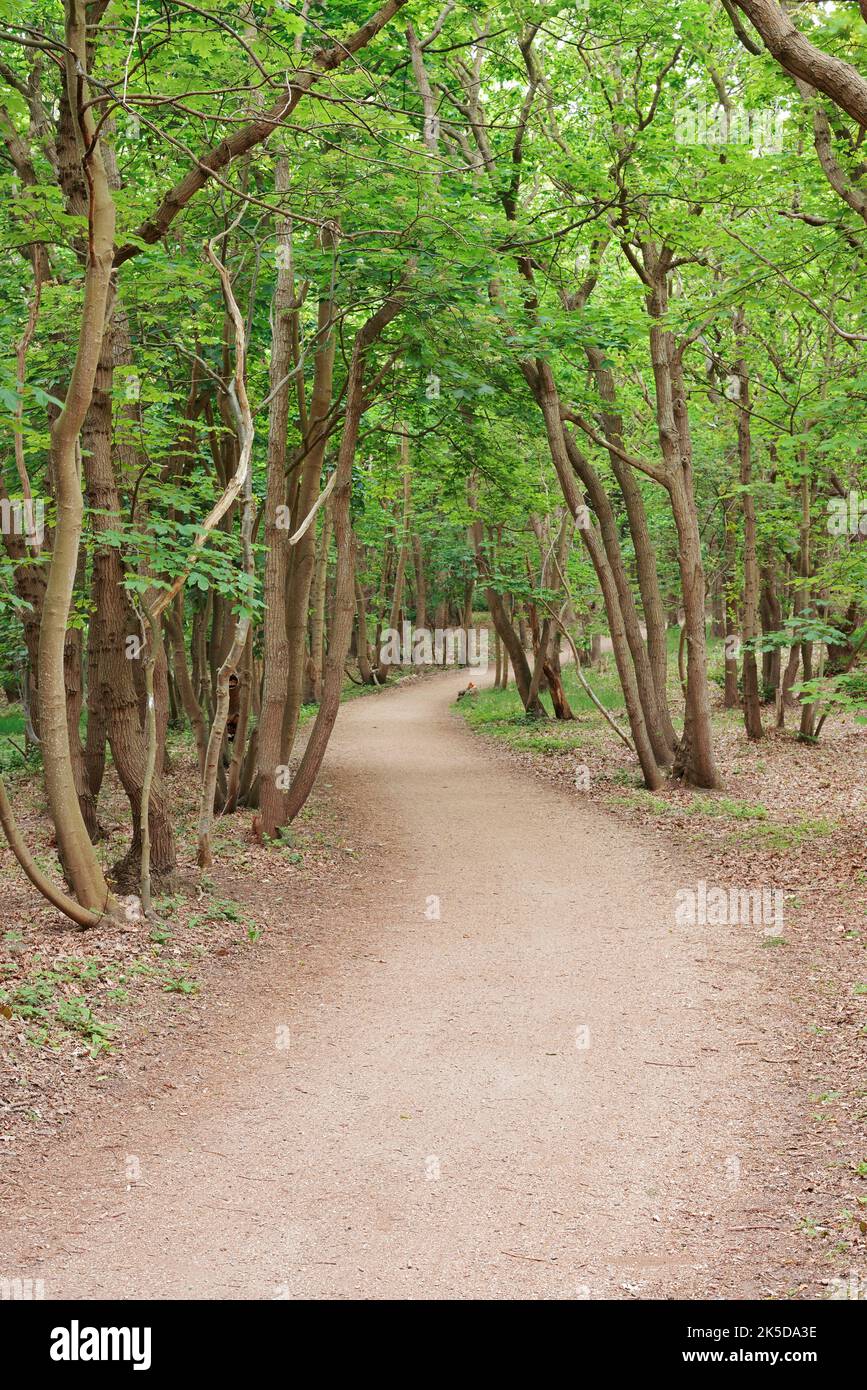 Hiking trail in deciduous forest in spring, Zeeland, Netherlands Stock ...