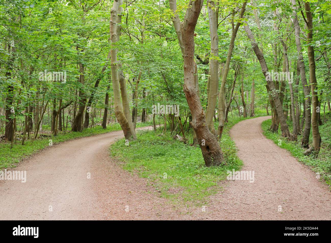 Hiking trails in deciduous forest in spring, Zeeland, Netherlands Stock ...