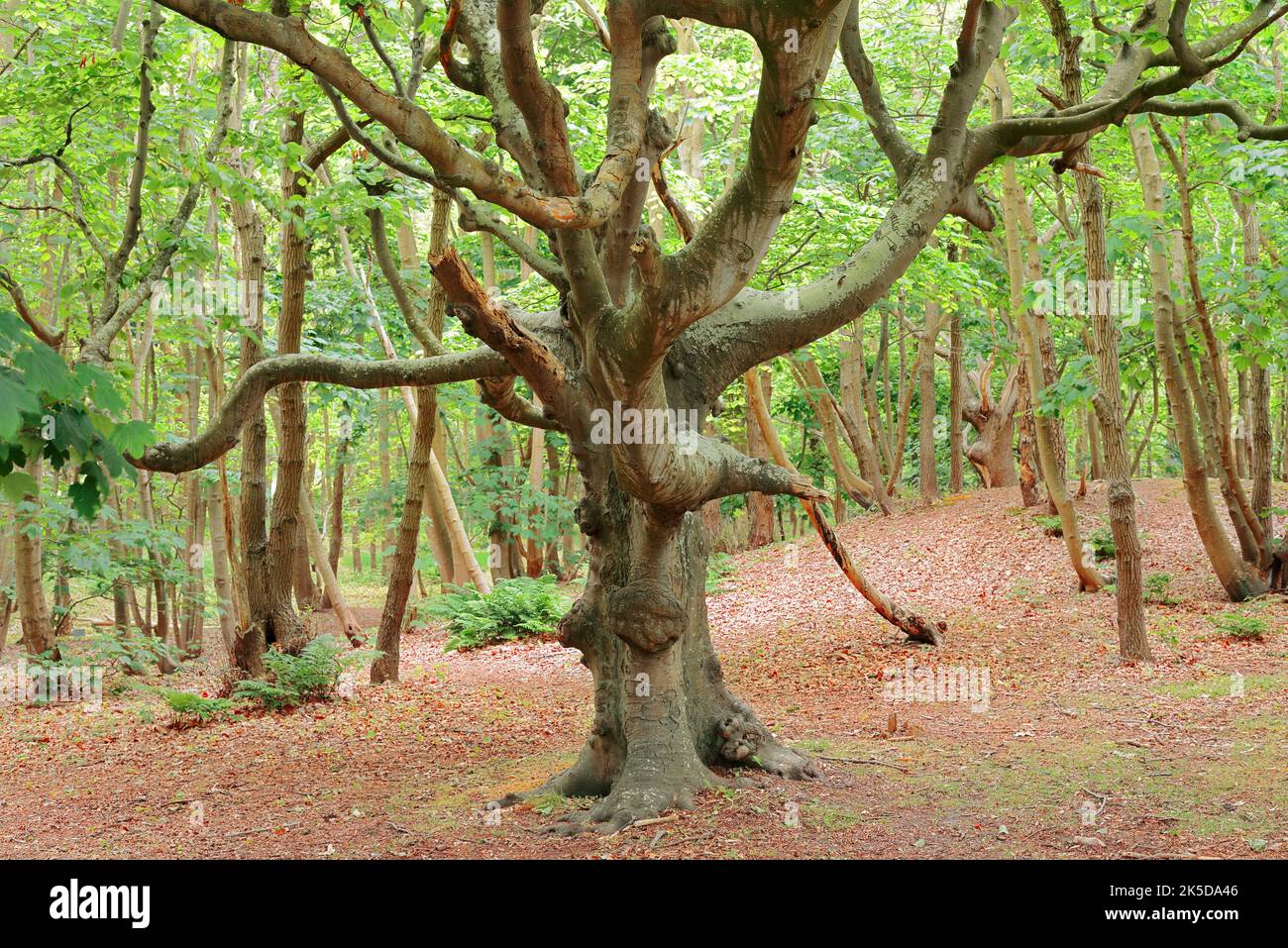 European beech (Fagus sylvatica) in spring, Zeeland, Netherlands Stock ...