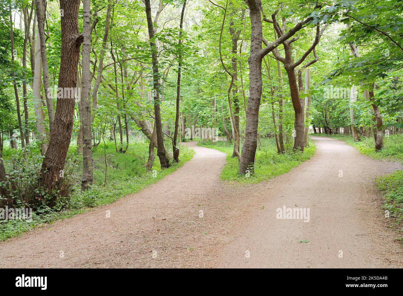 Hiking trails in deciduous forest in spring, Zeeland, Netherlands Stock ...