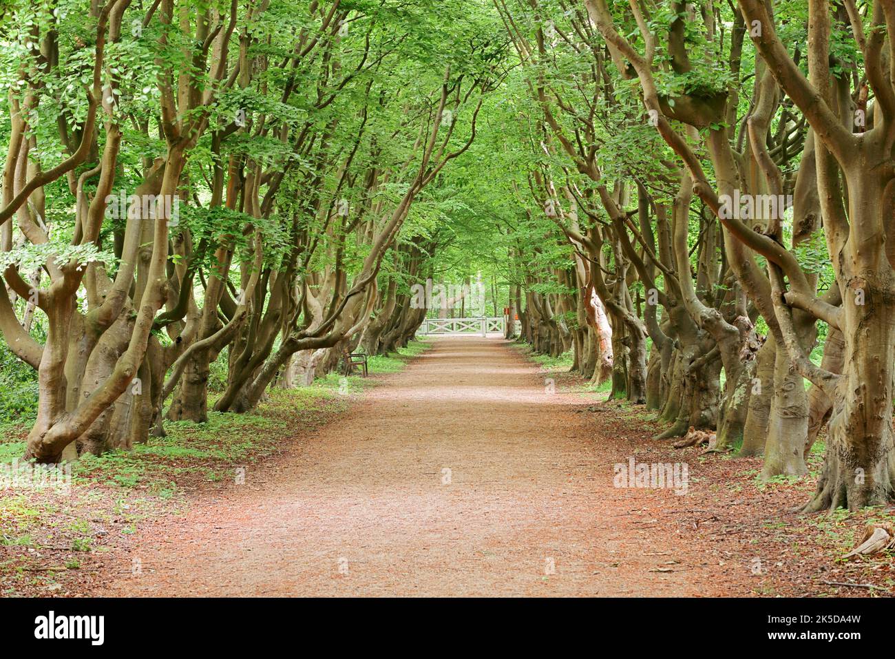 Avenue trees in netherlands hi-res stock photography and images - Alamy