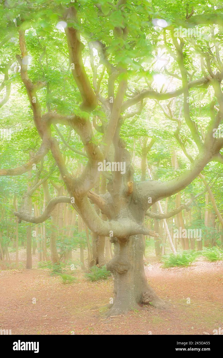 European beech (Fagus sylvatica) in spring, double exposure, Zeeland ...