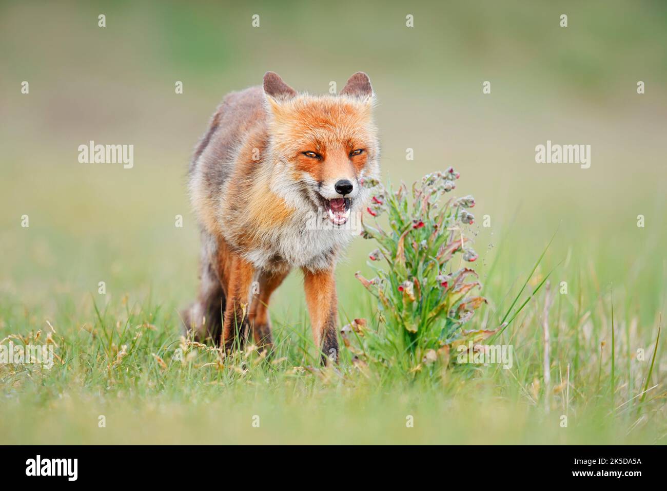 Red fox vulpes mammalia hi-res stock photography and images - Alamy