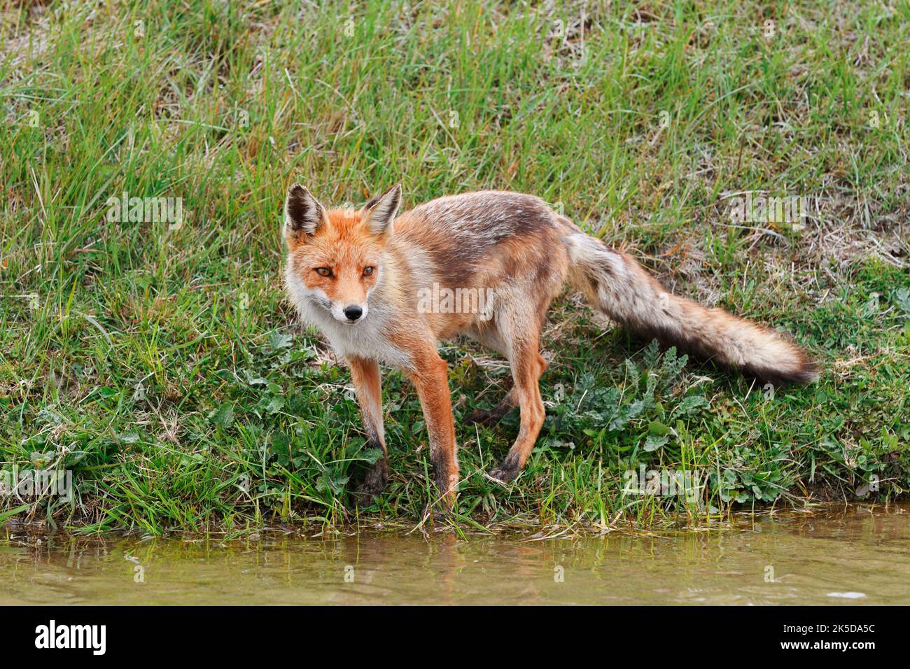 Red fox (Vulpes vulpes) standing by a pond, Netherlands Stock Photo - Alamy